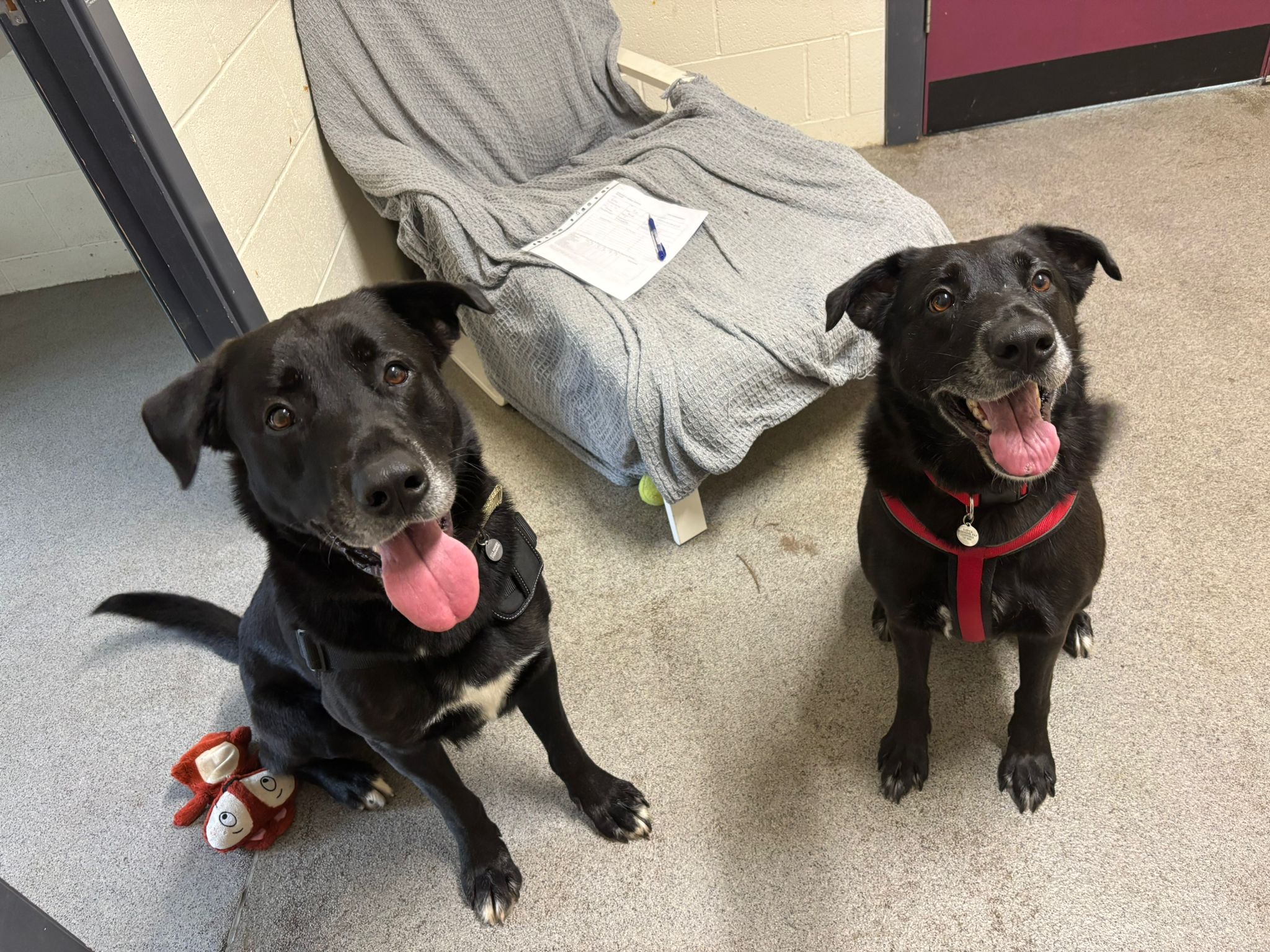 Animals for adoption - Sheffield Animal Centre