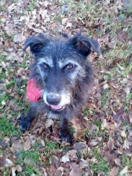 Giving in Memory - Sheffield Animal Centre